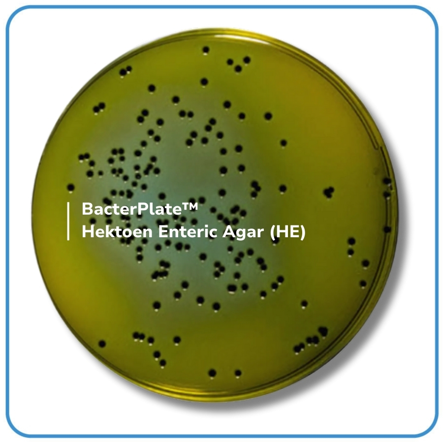 BacterPlate™ Hektoen Enteric Agar (HE) - Bacterlab