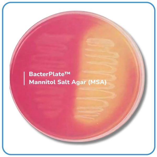 BacterPlate™ Mannitol Salt Agar (MSA) - Bacterlab