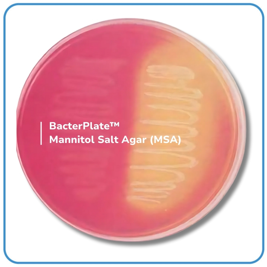 BacterPlate™ Mannitol Salt Agar (MSA) - Bacterlab
