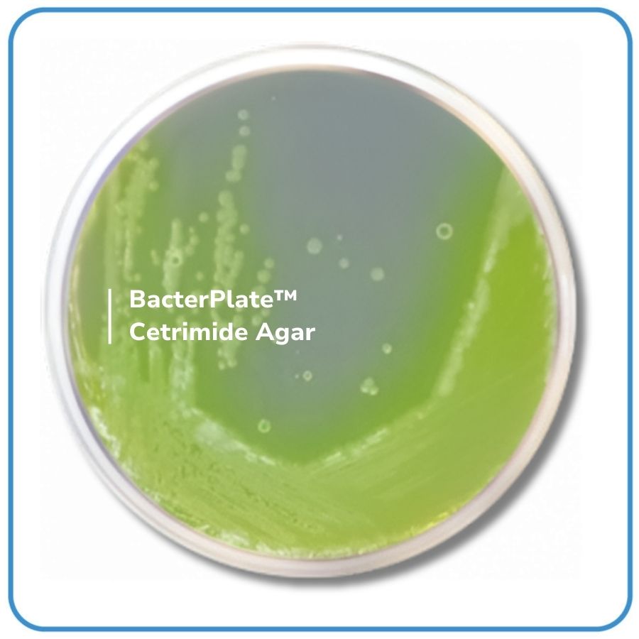 BacterPlate™ Cetrimide Agar - Bacterlab