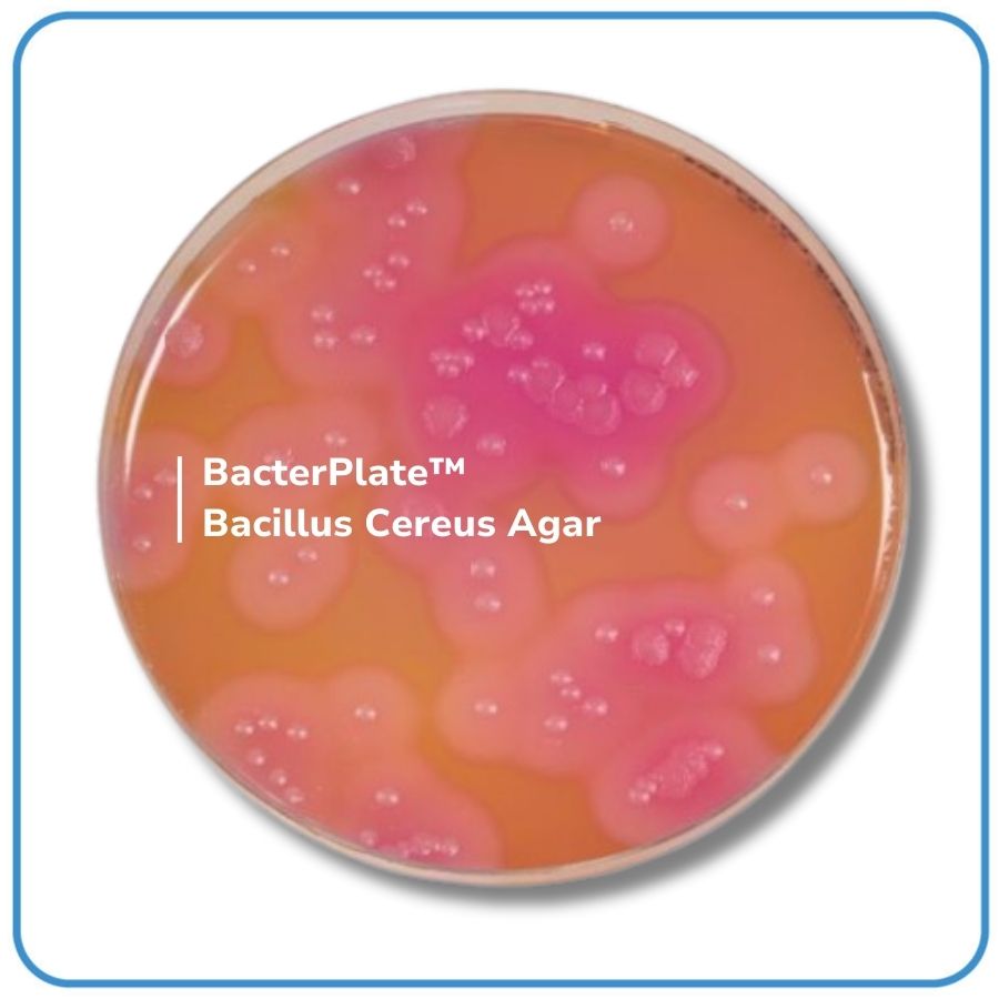 BacterPlate™ Bacillus Cereus Agar - Bacterlab