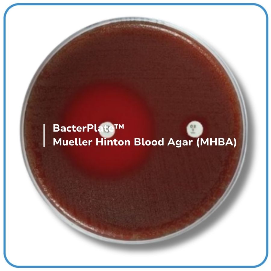 BacterPlate™ Mueller Hinton Blood Agar (MHBA) - Bacterlab