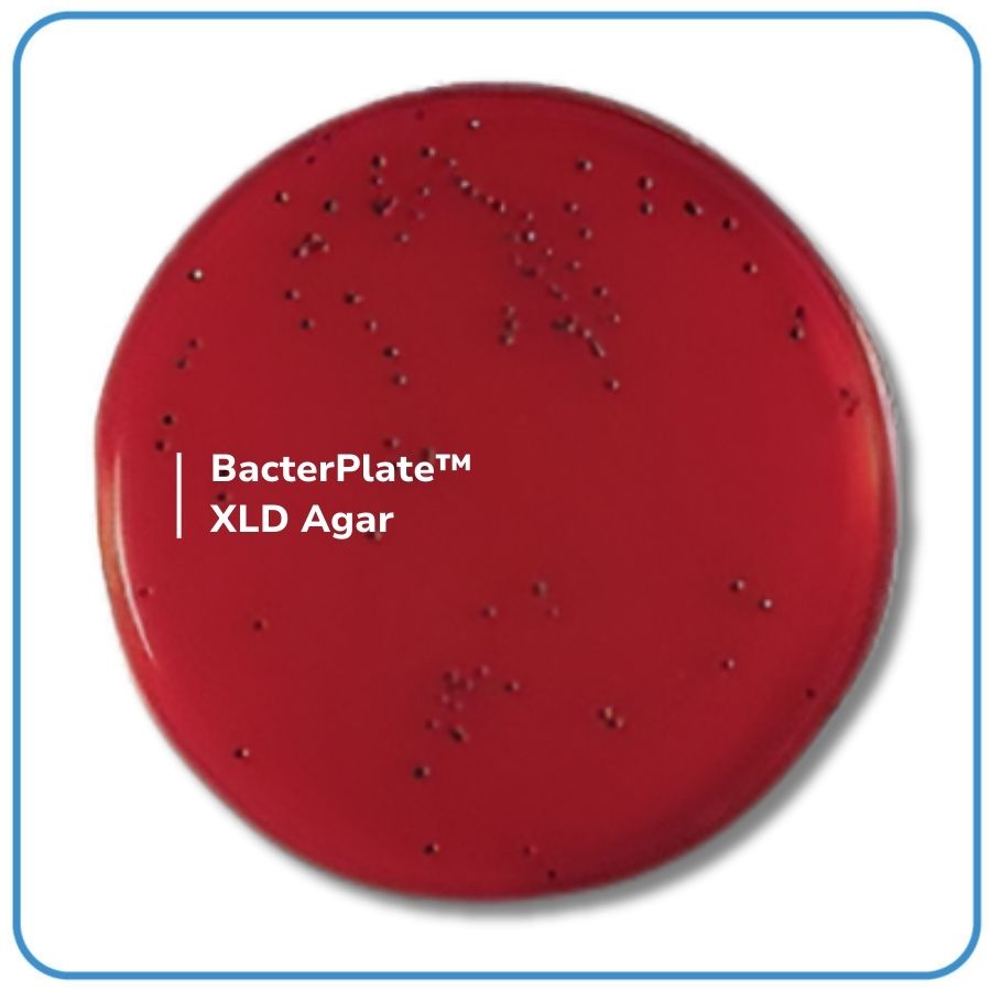 BacterPlate™ XLD Agar - Bacterlab
