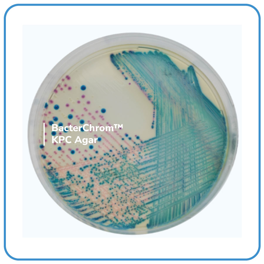 BacterChrom™ KPC Agar - Bacterlab