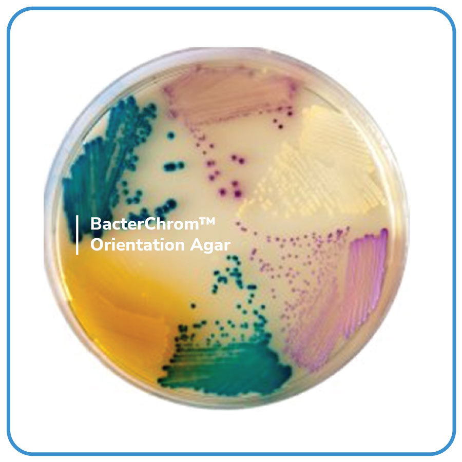 BacterChrom™ Orientation Agar Plates - Bacterlab