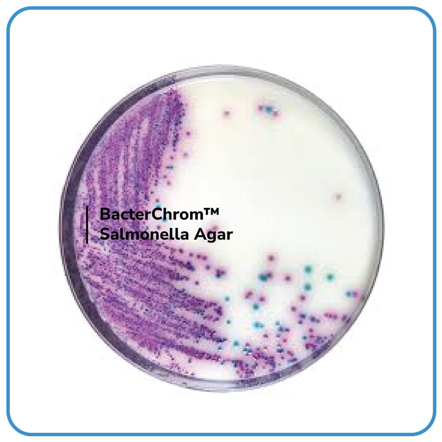 BacterChrom™ Salmonella Agar - Bacterlab