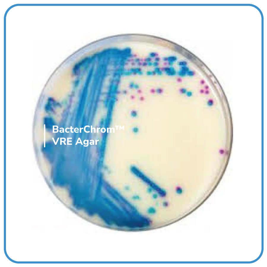 BacterChrom™ VRE Agar Plates - Bacterlab