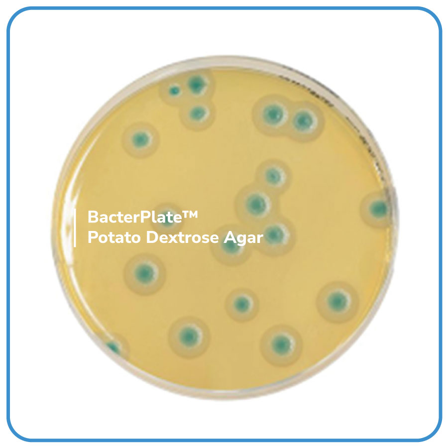 BacterPlate™ Bacillus Cereus Agar - Bacterlab