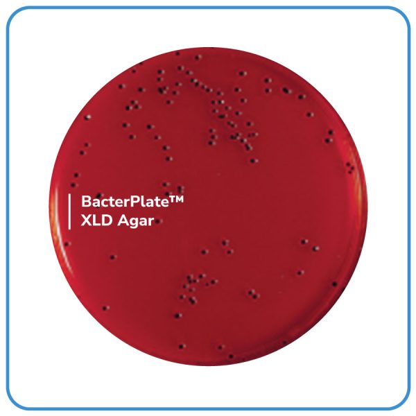 BacterPlate™ Bacillus Cereus Agar - Bacterlab