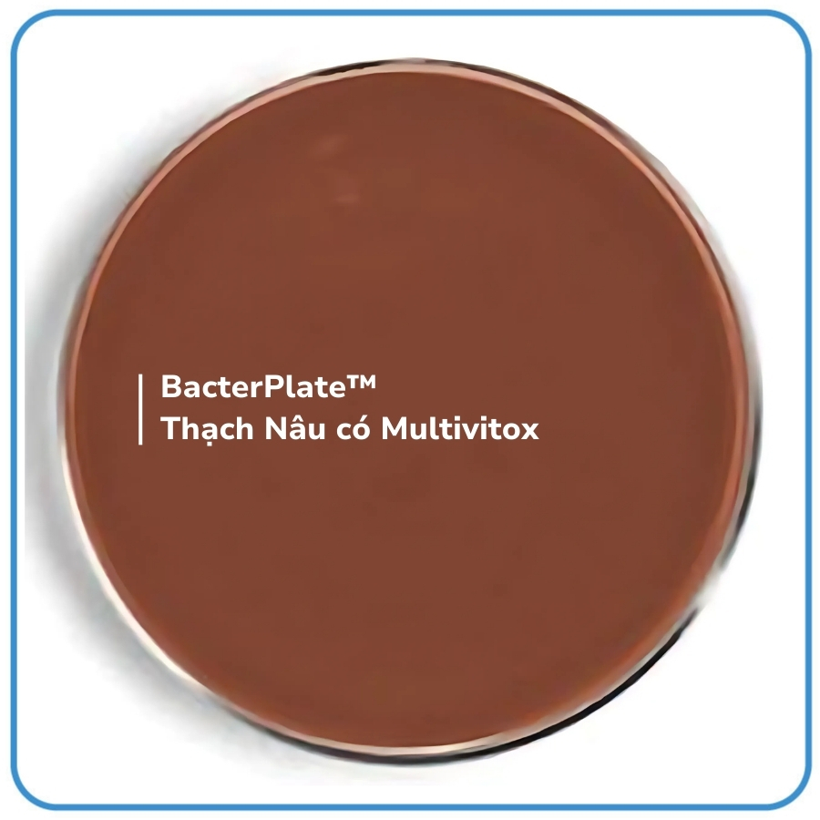 BacterPlate™ Chocolate Agar with Multivitox - Bacterlab