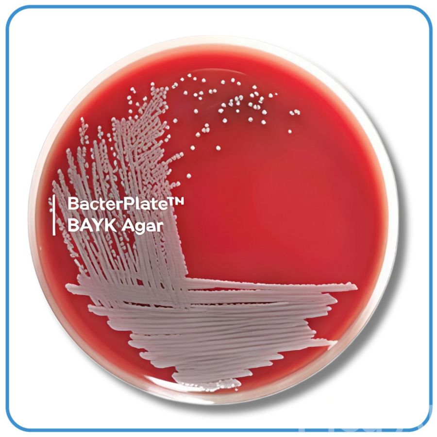 BacterPlate™ BAYK Agar - Bacterlab