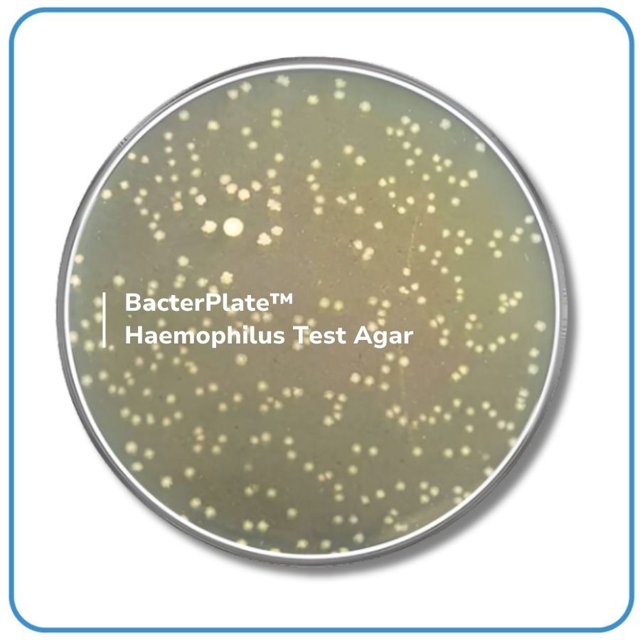 BacterPlate™ Haemophilus Test Agar - Bacterlab