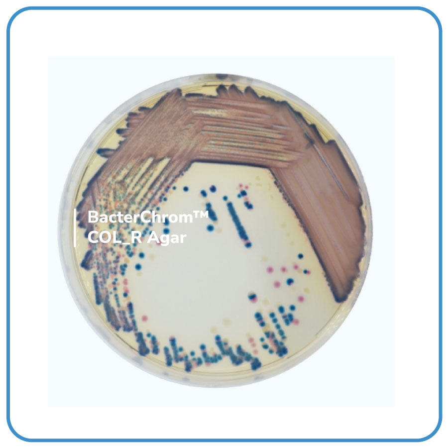 BacterChrom™ COL_R Agar Plates - Bacterlab