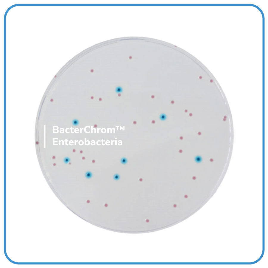 BacterChrom™ Enterobacteria Plates - Bacterlab
