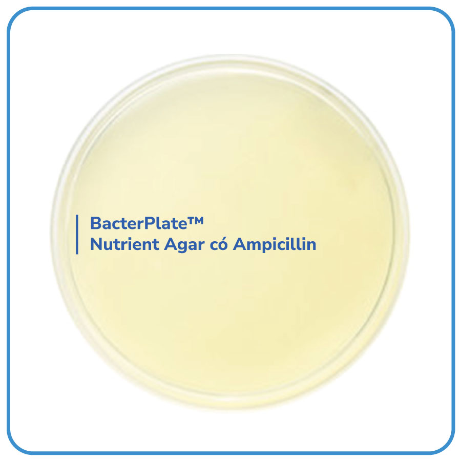BacterPlate™ Haemophilus Test Agar - Bacterlab