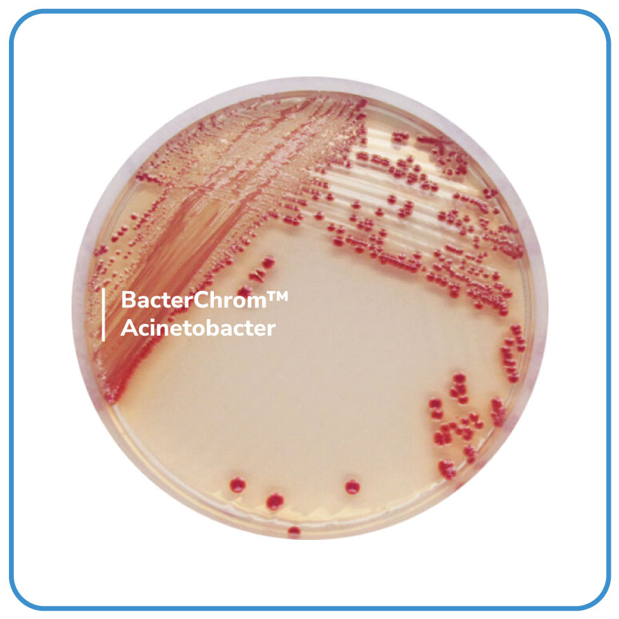 BacterChrom™ Acinetobacter Plates - Bacterlab
