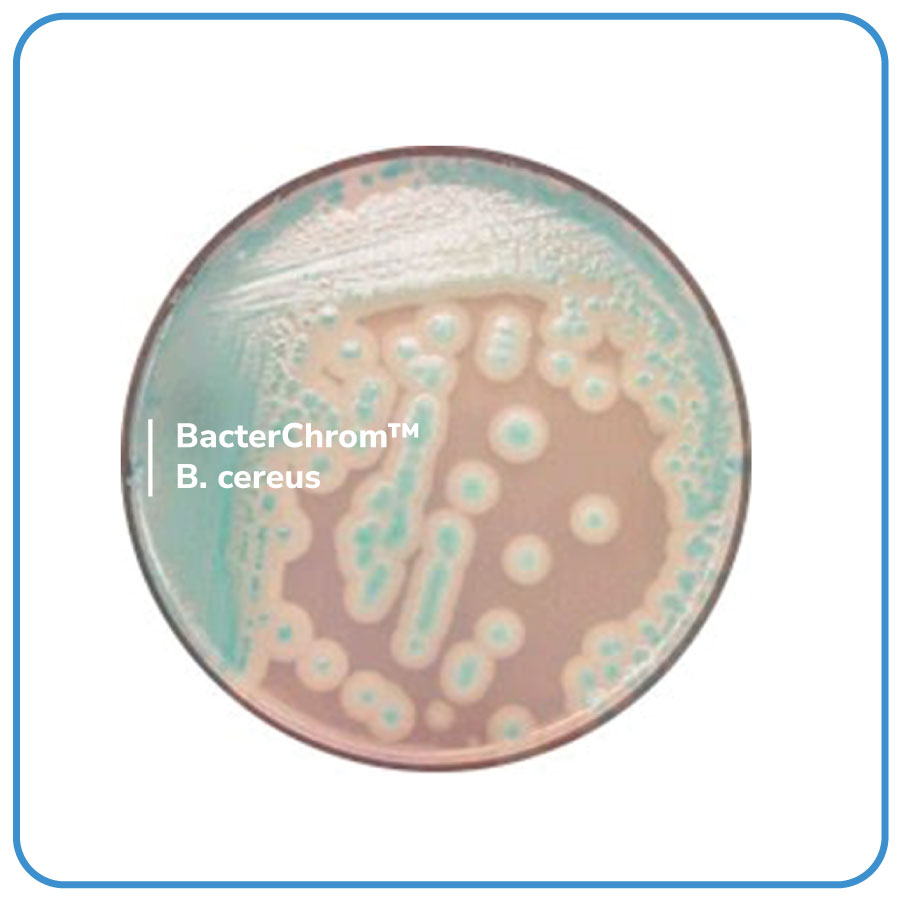 BacterChrom™ B. cereus Agar Plates - Bacterlab