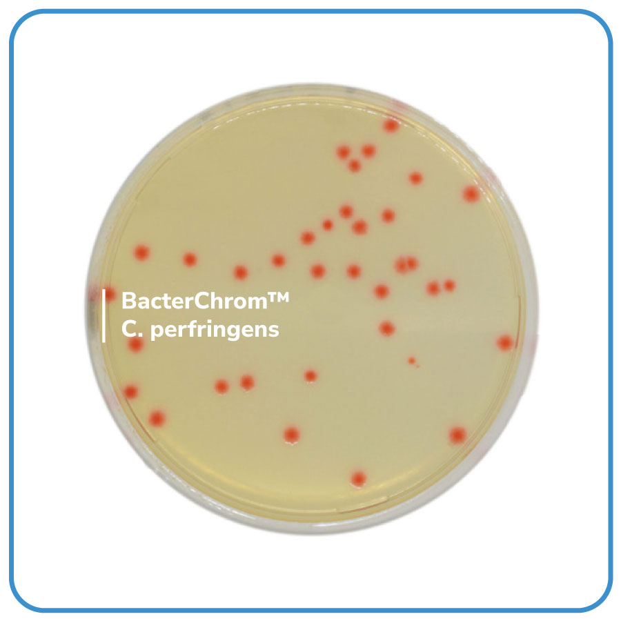 BacterChrom™ C. perfringens Plates - Bacterlab