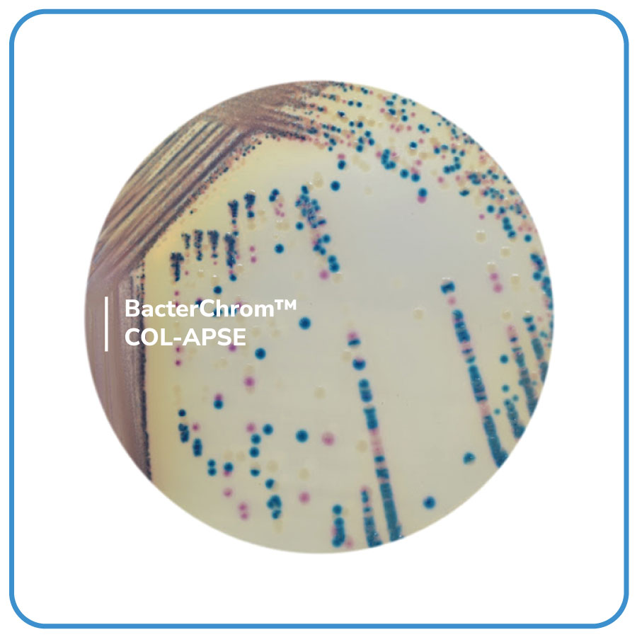 BacterChrom™ COL-APSE Agar Plates - Bacterlab
