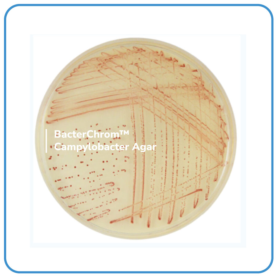 BacterChrom™ Campylobacter Agar - Bacterlab