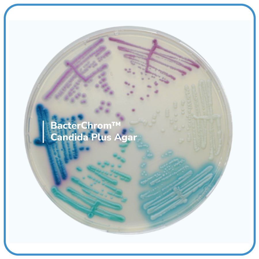 BacterChrom™ Candida Plus Agar Plates - Bacterlab