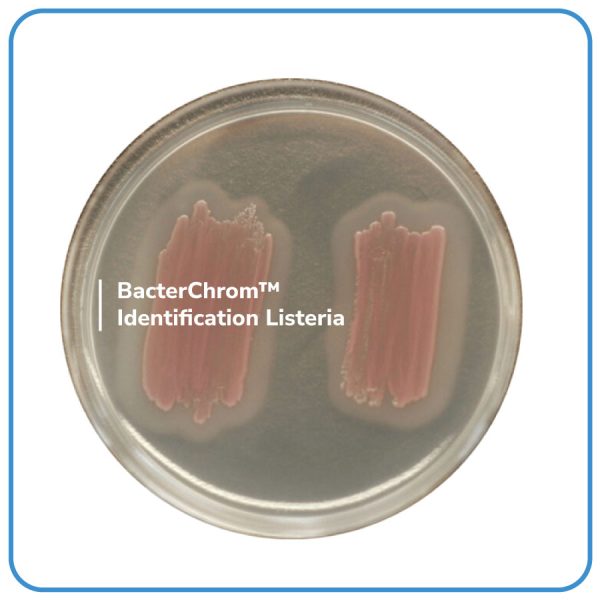 BacterChrom™ Identification Listeria Plates - Bacterlab