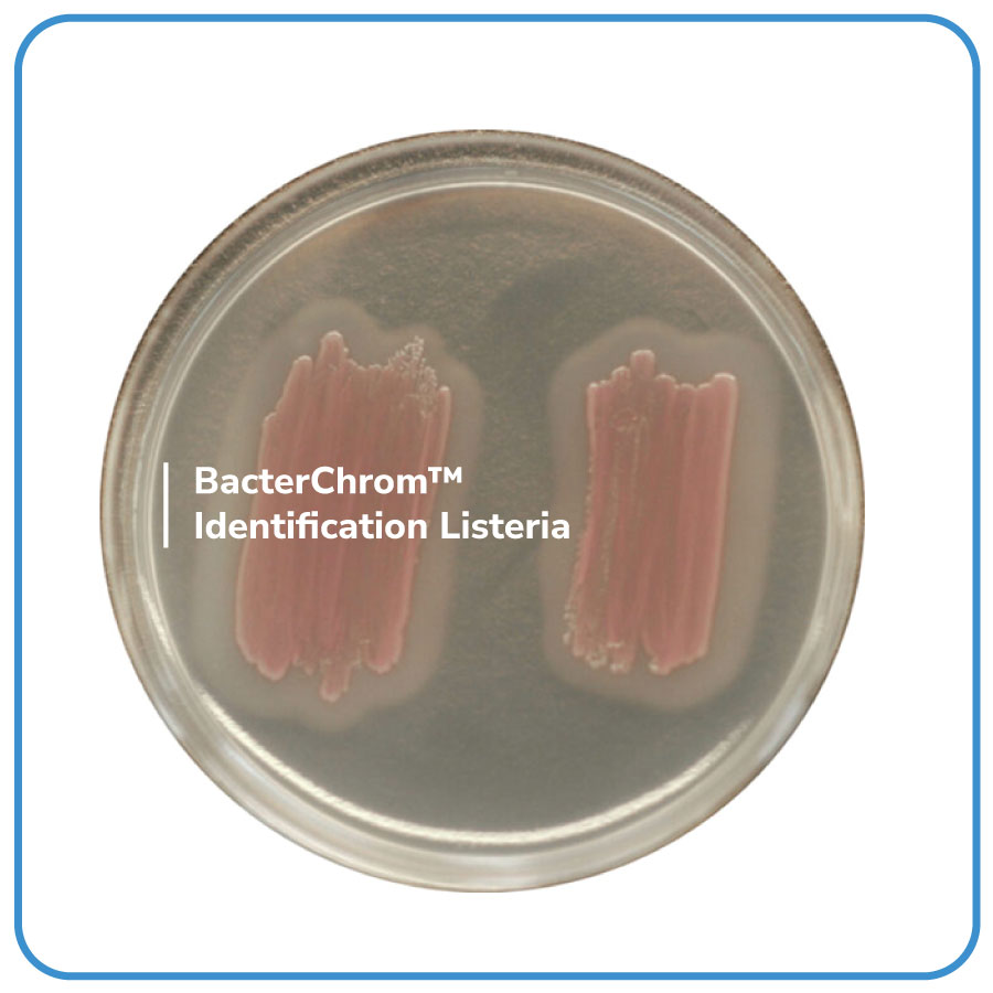 BacterChrom™ Identification Listeria Plates - Bacterlab