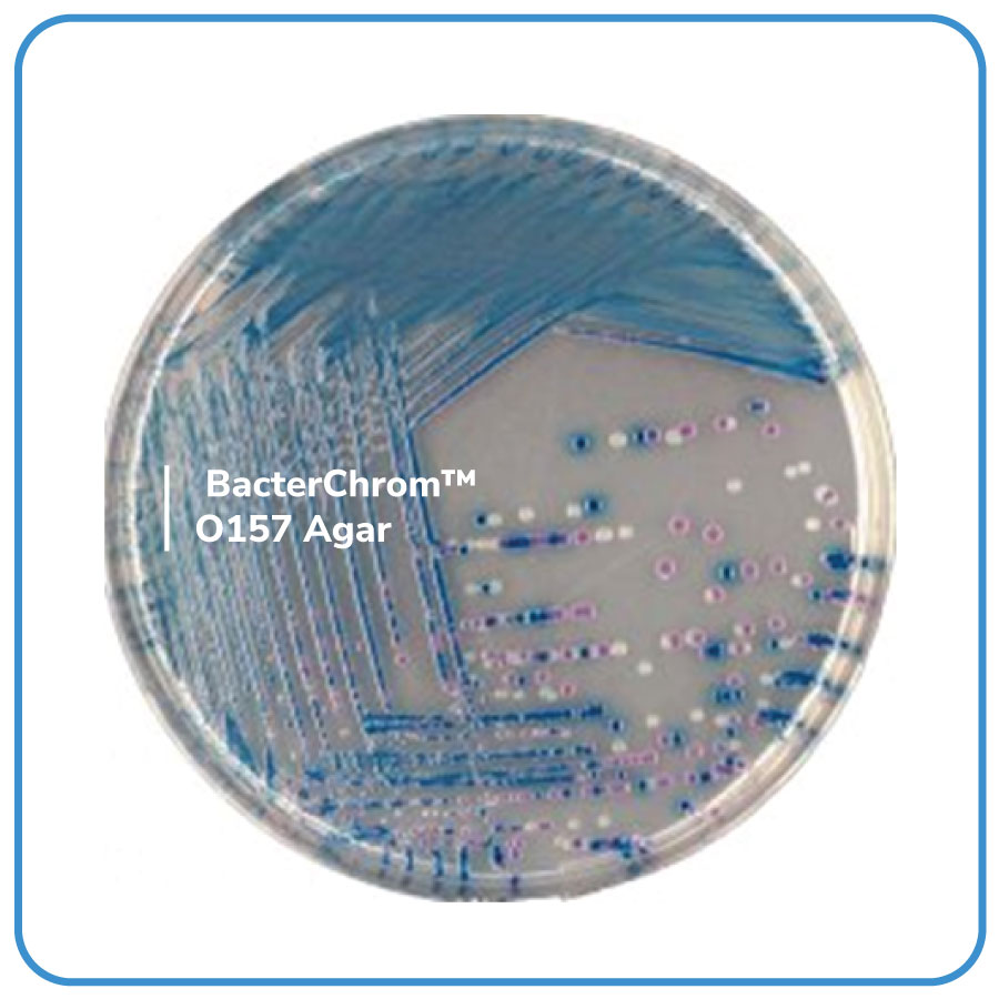BacterChrom™ O157 Agar - Bacterlab