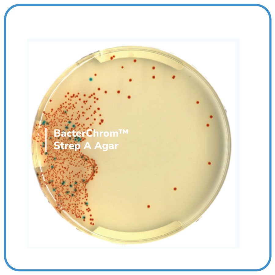 BacterChrom™ Strep A Agar Plates - Bacterlab