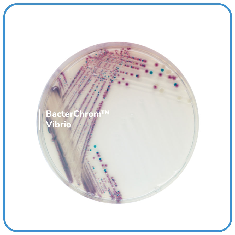 BacterChrom™ Vibrio Plates - Bacterlab