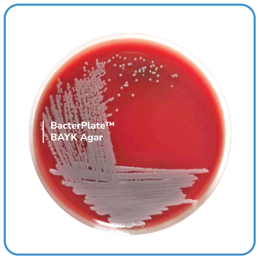BacterPlate™ BAYK Agar - Bacterlab