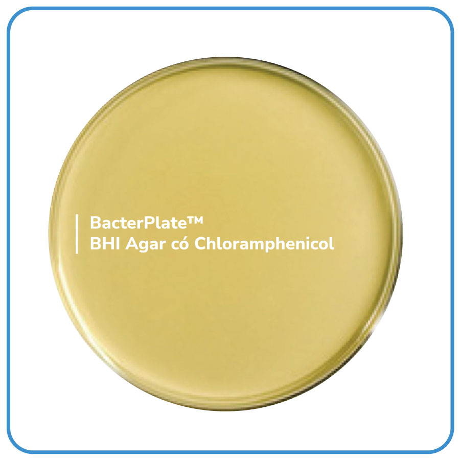 BacterPlate™ Mannitol Salt Agar (MSA) - Bacterlab