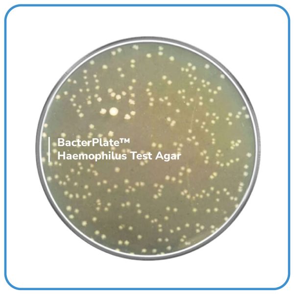 BacterPlate™ Haemophilus Test Agar - Bacterlab