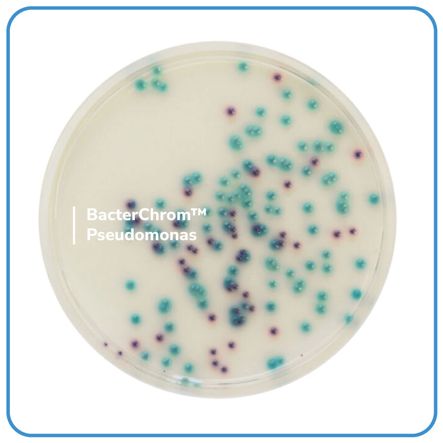 BacterChrom™ Pseudomonas Plates - Bacterlab