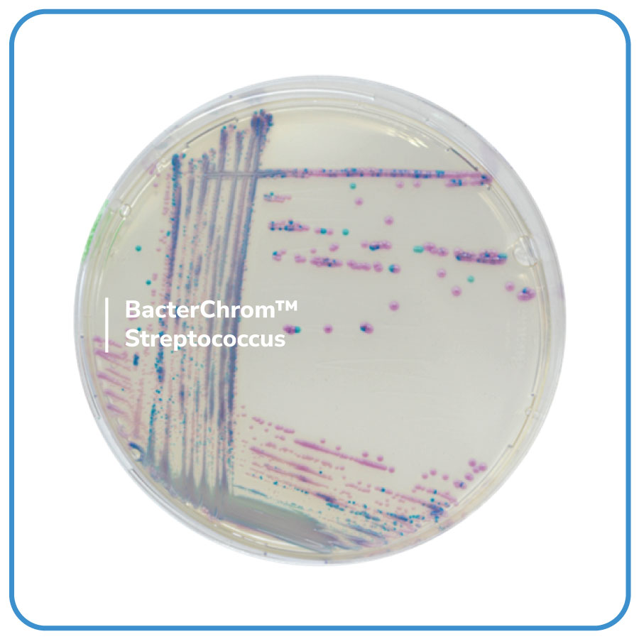 BacterChrom™ Streptococcus Plates - Bacterlab