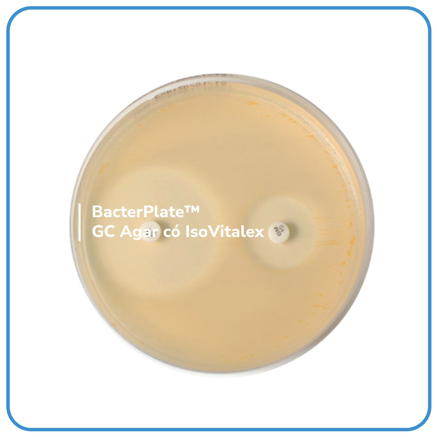 BacterPlate™ GC Agar có IsoVitalex - Bacterlab