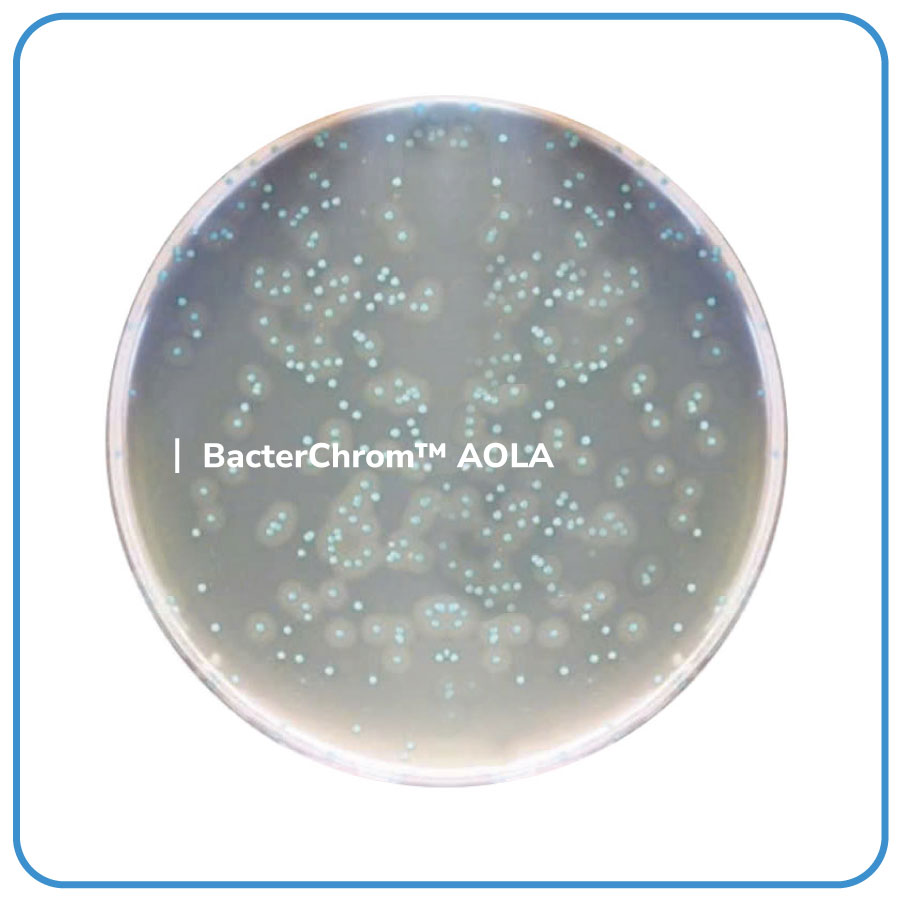 BacterChrom™ AOLA Plates - Bacterlab