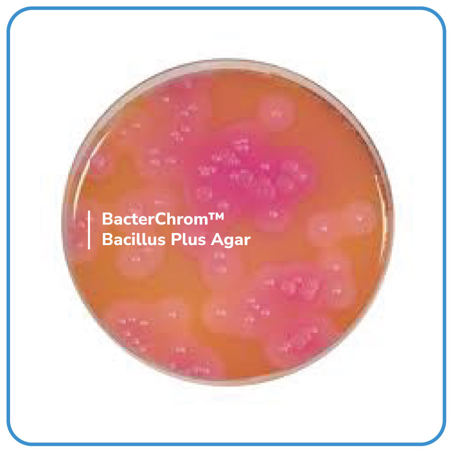 BacterChrom™ Bacillus Plus Agar Plates - Bacterlab