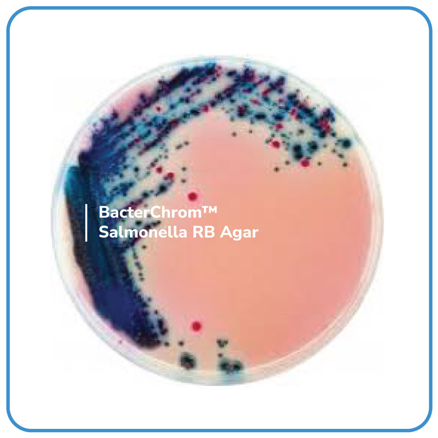 BacterChrom™ Salmonella RB Agar Plates - Bacterlab