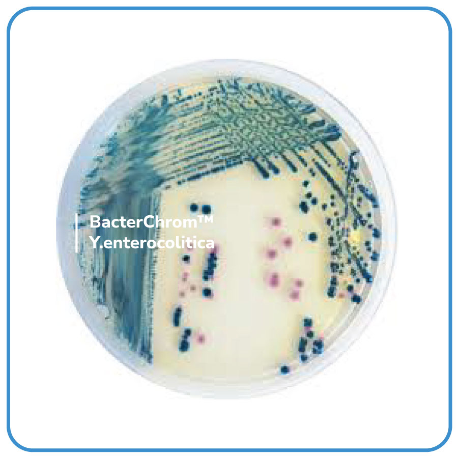 BacterChrom™ Y.enterocolitica Plates - Bacterlab
