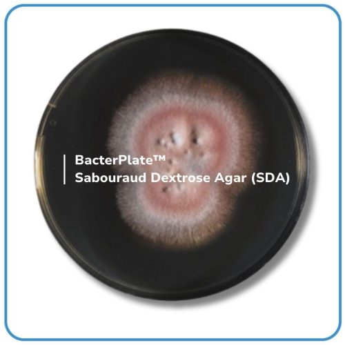 BacterPlate™ Sabouraud Dextrose Agar (SDA) - LABone Scientific Co.Ltd.,