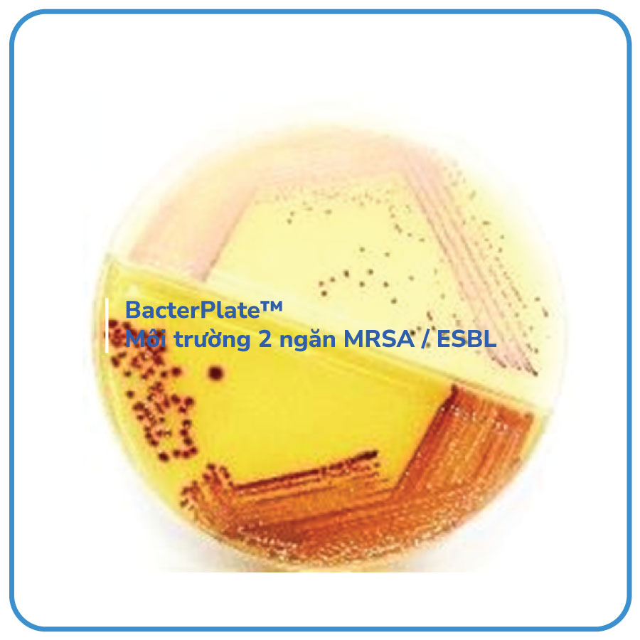 BacterPlate™ Môi trường 2 ngăn BA/ CAHI - LABone Scientific Co.Ltd.,