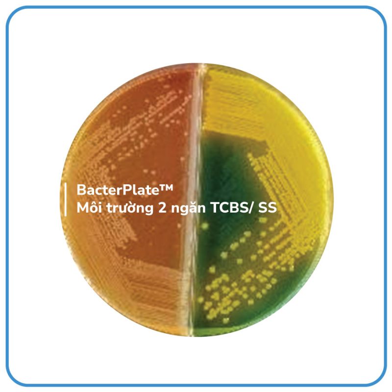 BacterPlate™ Môi trường 2 ngăn TCBS/ SS - LABone Scientific Co.Ltd.,