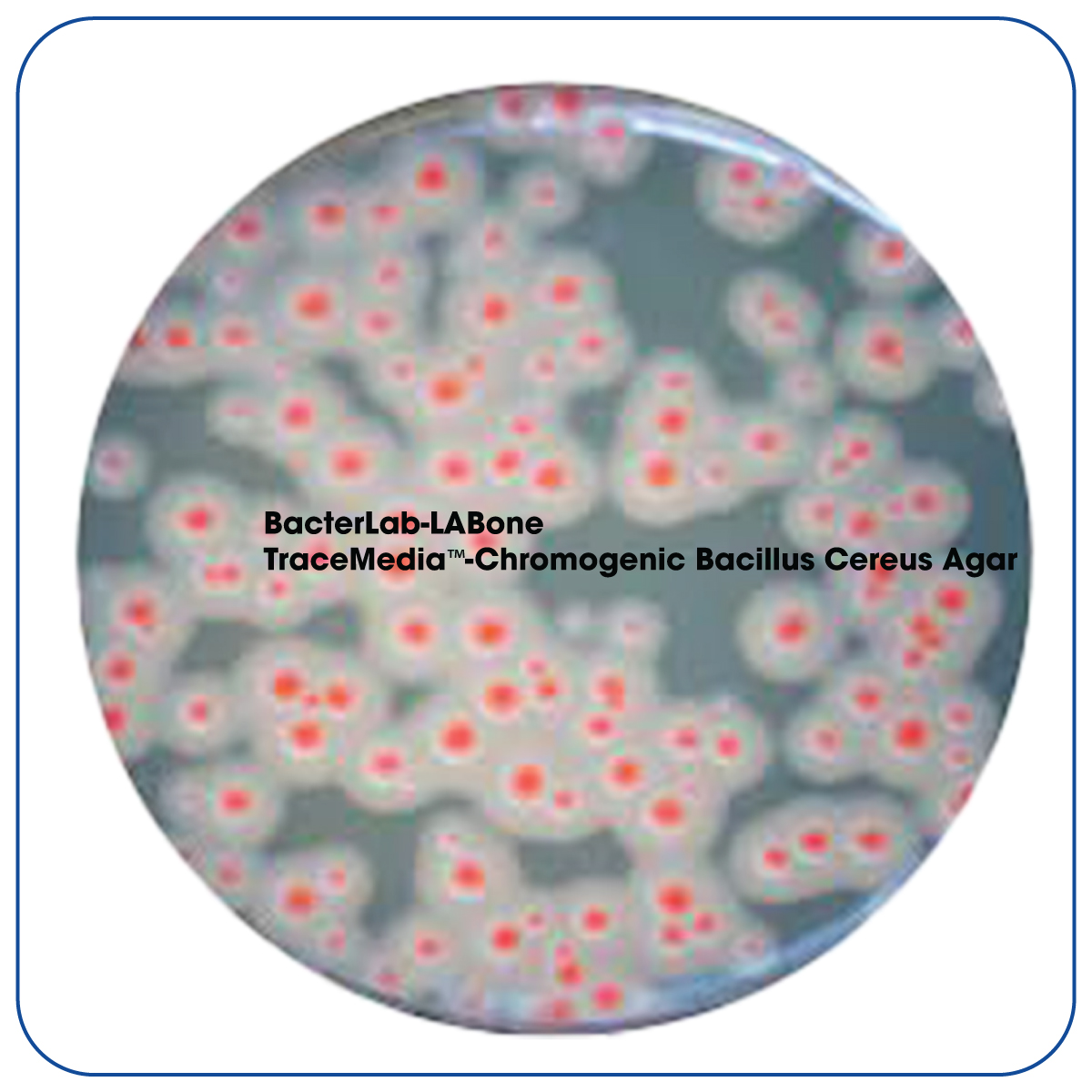 TraceMedia™ Chromogenic Bacillus Cereus Agar - LABone Scientific Co.Ltd.,