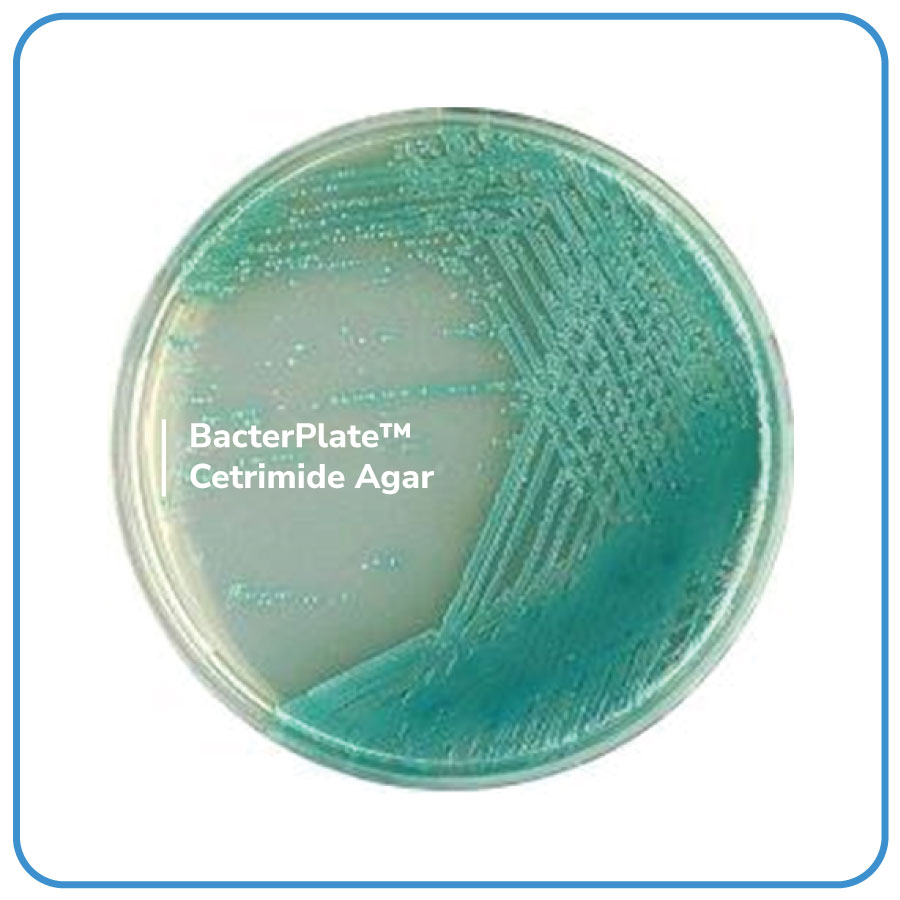 BacterPlate™ Cetrimide Agar - LABone Scientific Co.Ltd.,