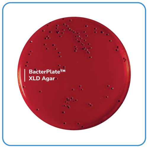 BacterPlate™ XLD Agar - LABone Scientific Co.Ltd.,