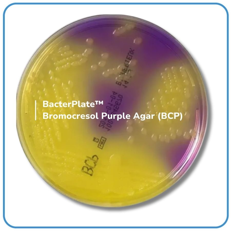 BacterPlate™ Plate Count Agar (PCA) - LABone Scientific Co.Ltd.,